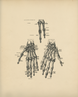 Vintage Reproduction Anatomical Prints