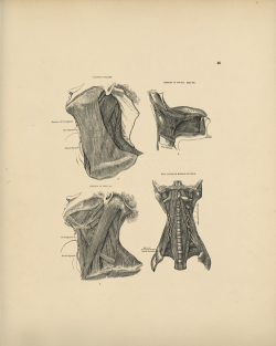 Vintage Reproduction Anatomical Prints