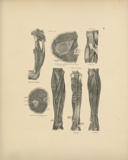 Vintage Reproduction Anatomical Prints