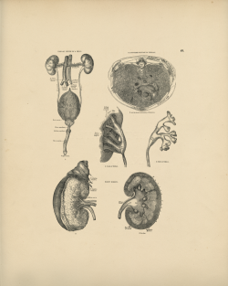 Vintage Reproduction Anatomical Prints