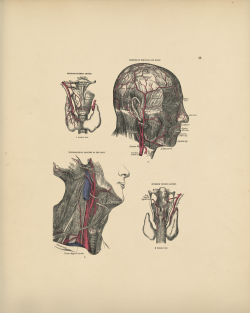 Vintage Reproduction Anatomical Prints