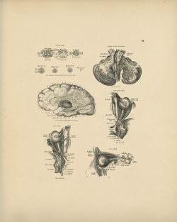 Vintage Reproduction Anatomical Prints