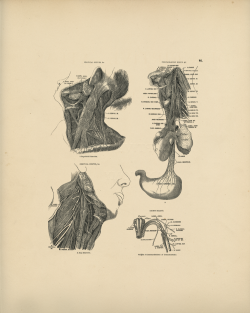 Vintage Reproduction Anatomical Prints